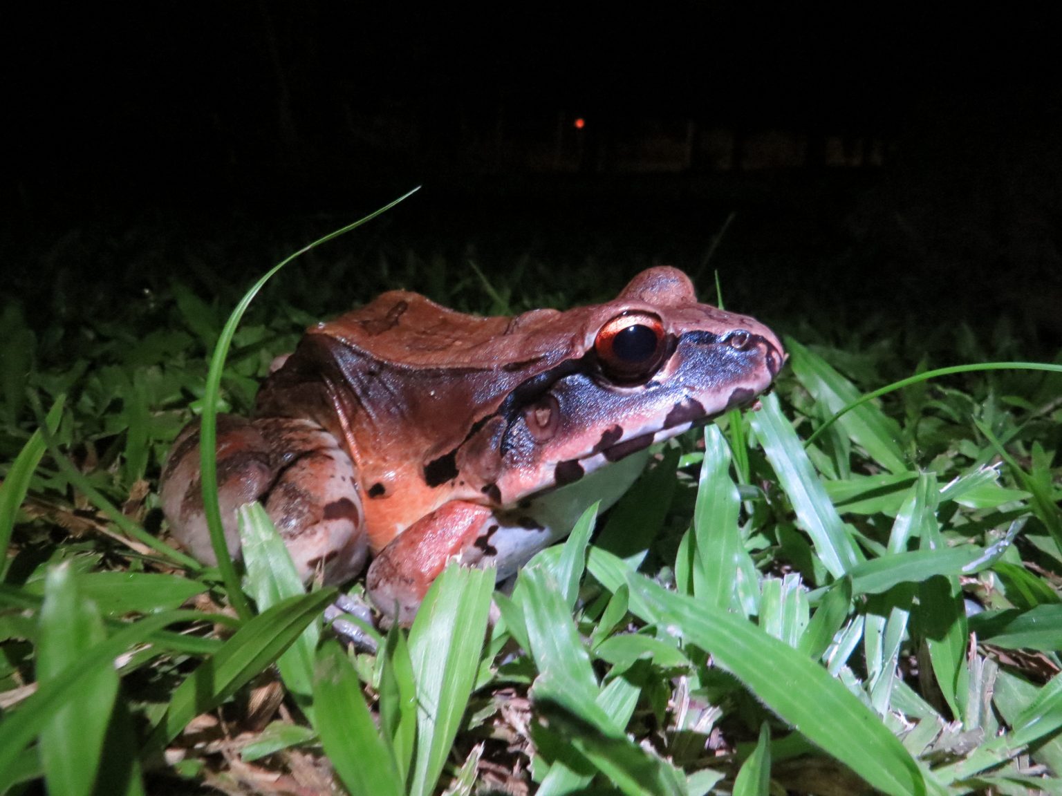 Amphibians – Amazon Conservation Team Biodiversity Database Suriname