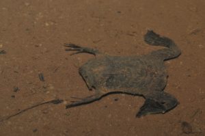 Amphibians – Amazon Conservation Team Biodiversity Database Suriname