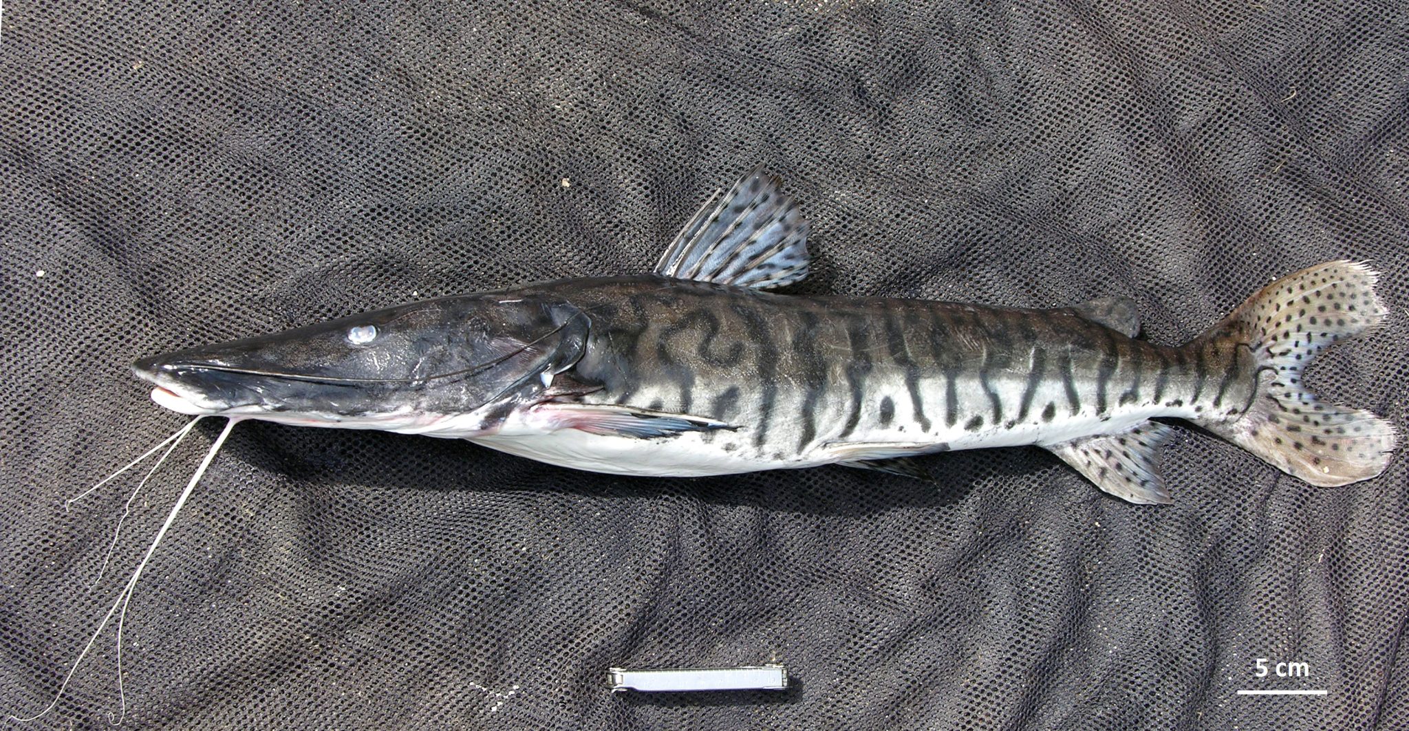 Tiger Shovelnose Catfish – Amazon Conservation Team Biodiversity ...